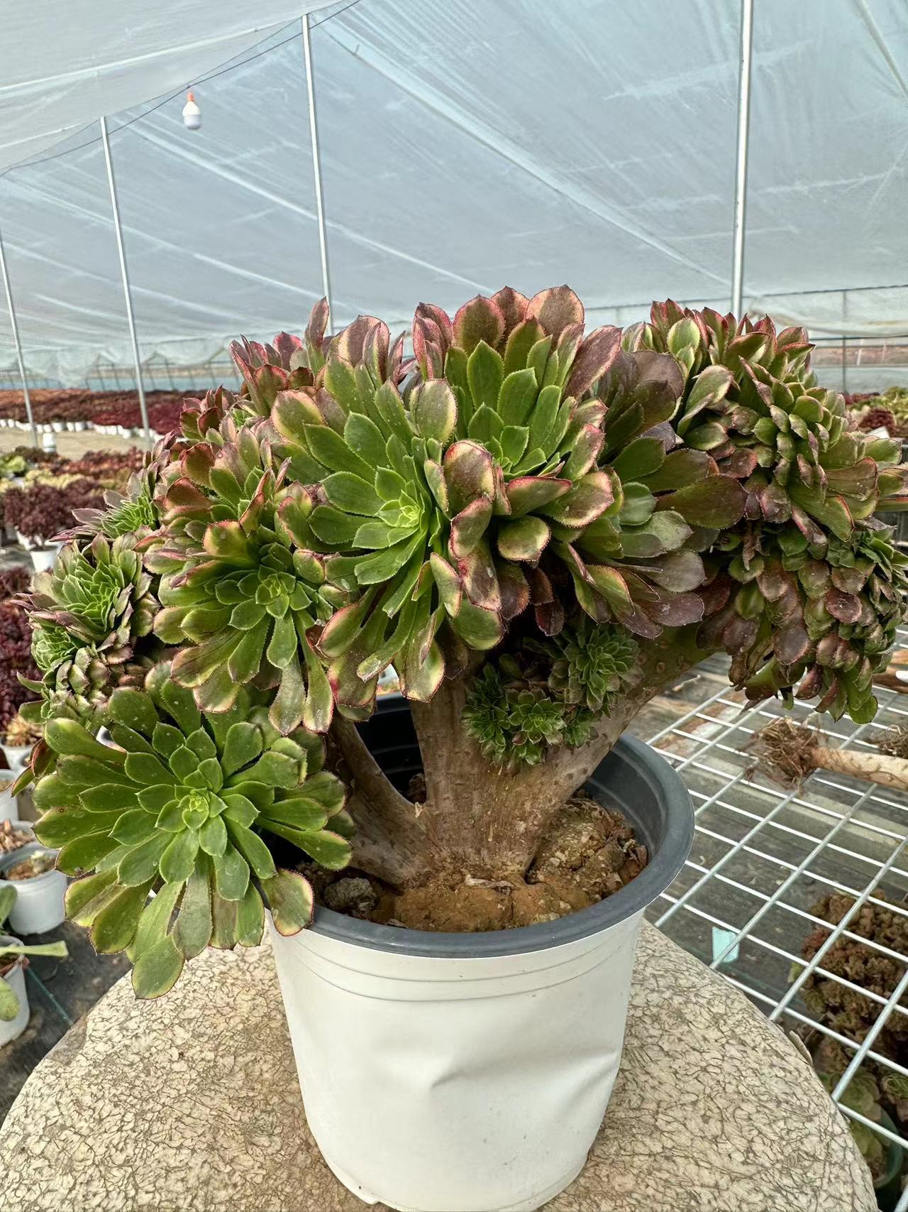 Aeonium crest – JUMEIGARDEN