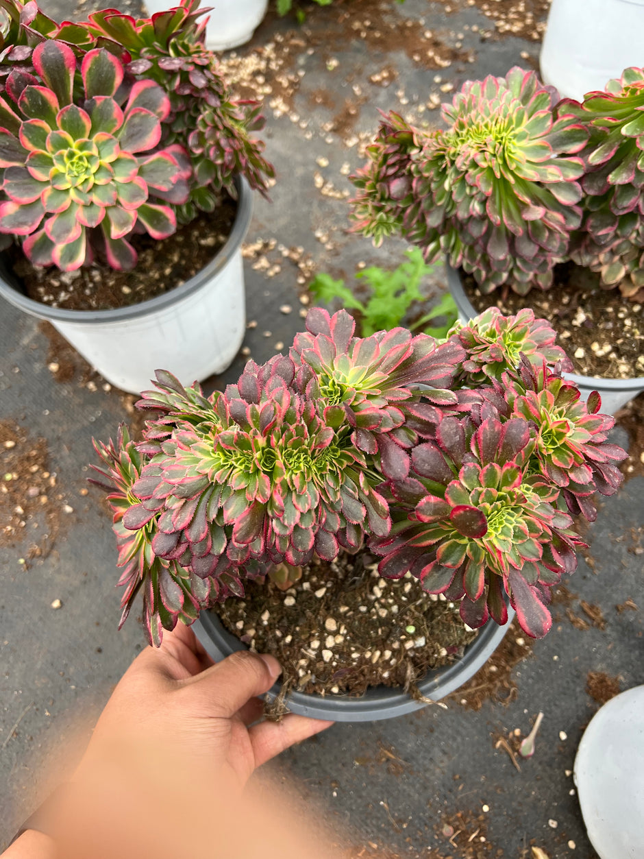 Aeonium crest – JUMEIGARDEN